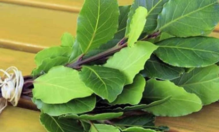 Tout Savoir Sur Les Feuilles De Laurier, Ses Propriétés Et Ses ...