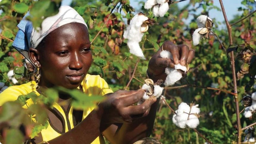 Le prix du kilogramme de coton au Mali porté à 300 FCFA