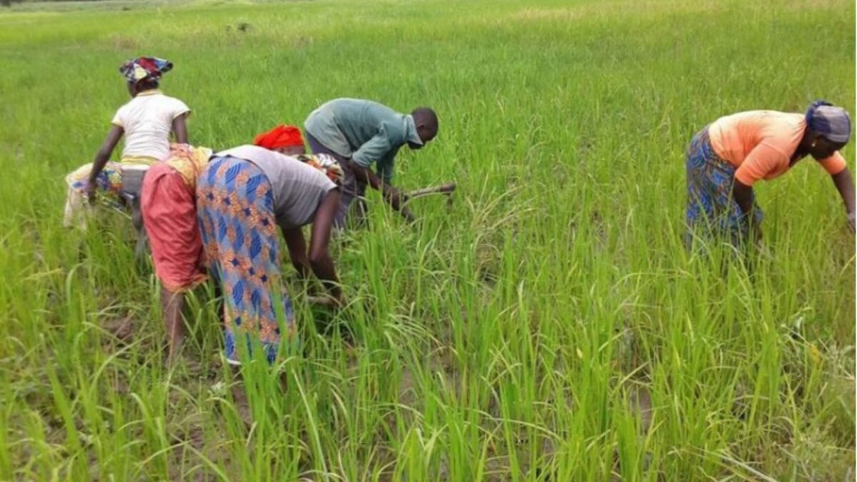 Campagne agricole au Sénégal : une hausse pour 2024 et 2025