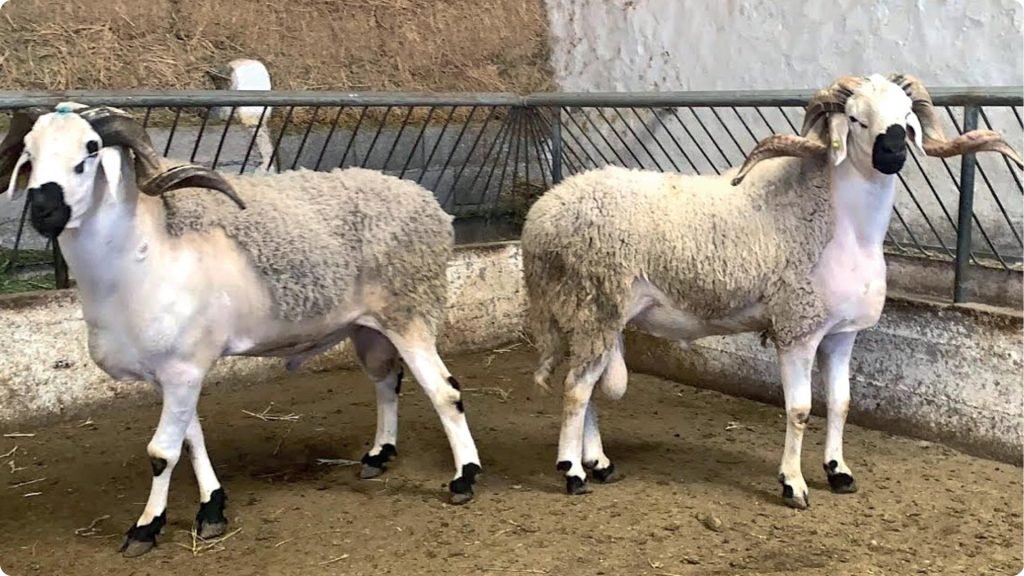 Prix des moutons au Maroc : montée en flèche pour l'Aïd Al-Adha