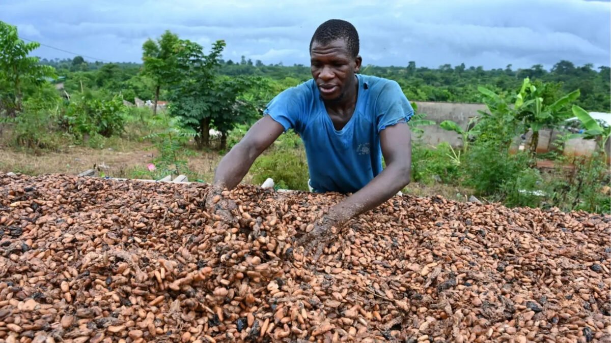 Sucden Côte d'Ivoire veut renforcer ses activités dans le cacao